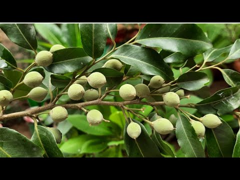 पुत्रजीवक की पहचान और फायदे | Introduction and Benefits of Putrajeevak ...