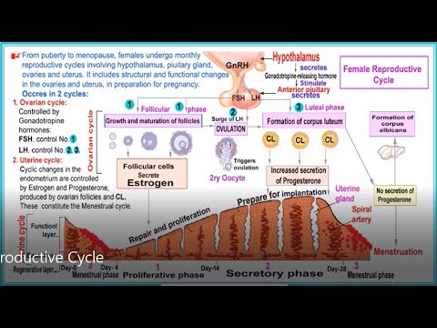 Anatomy \\ Female Reproductive Cycle - YouTube