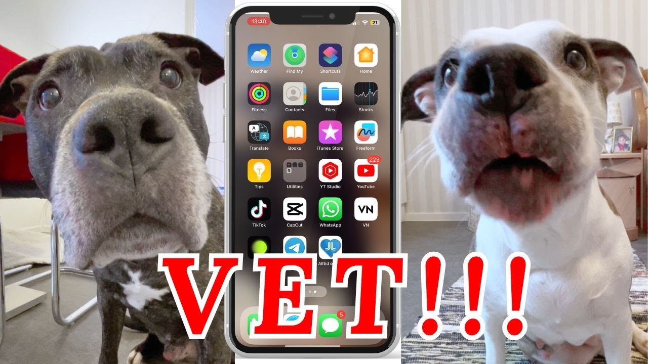 WHY DO DOGS eat iPhones... - YouTube