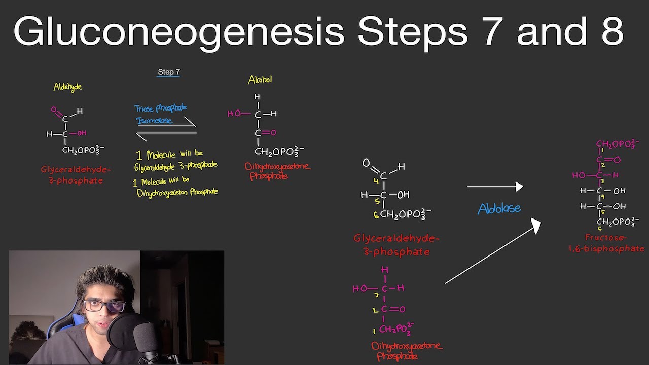 Biochemistry: Gluconeogenesis Steps 7 and 8 (EASY AND SIMPLE!) - YouTube