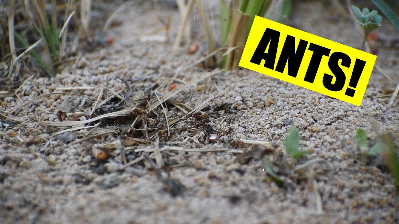 Ants Doing Work 2 | Smooth LoFi Vibes | Relax and Chill - YouTube