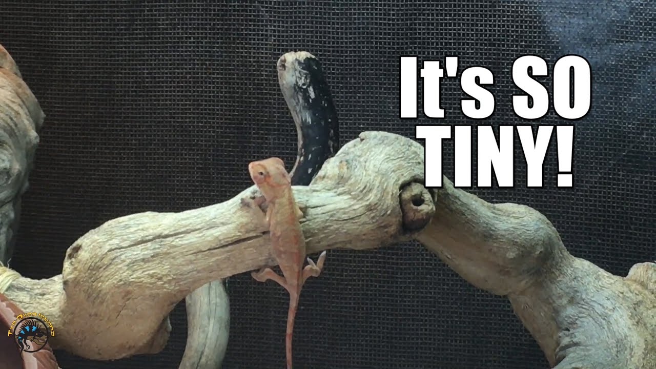 Tiny Babies and MORE! in This Week's BIG Animal Delivery! - YouTube