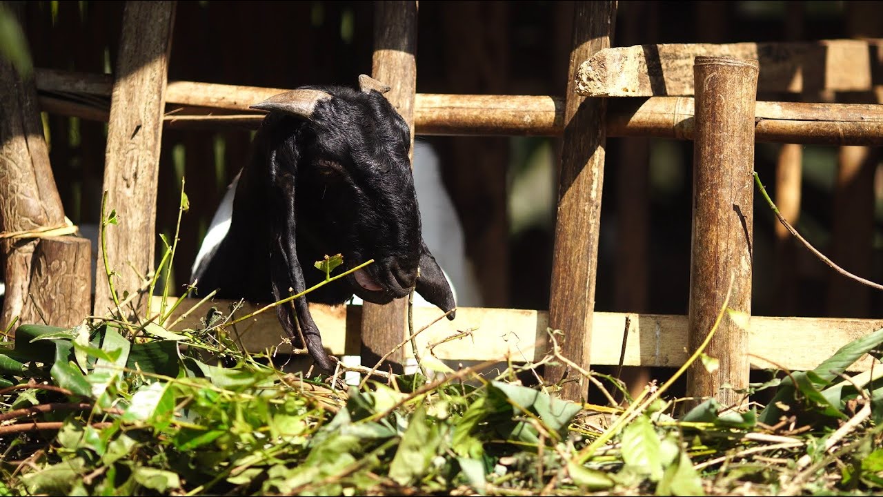 4K Animal Footage ~ GOAT | ヤギ | con dê | 염소 | ماعز | cabra | козел ...
