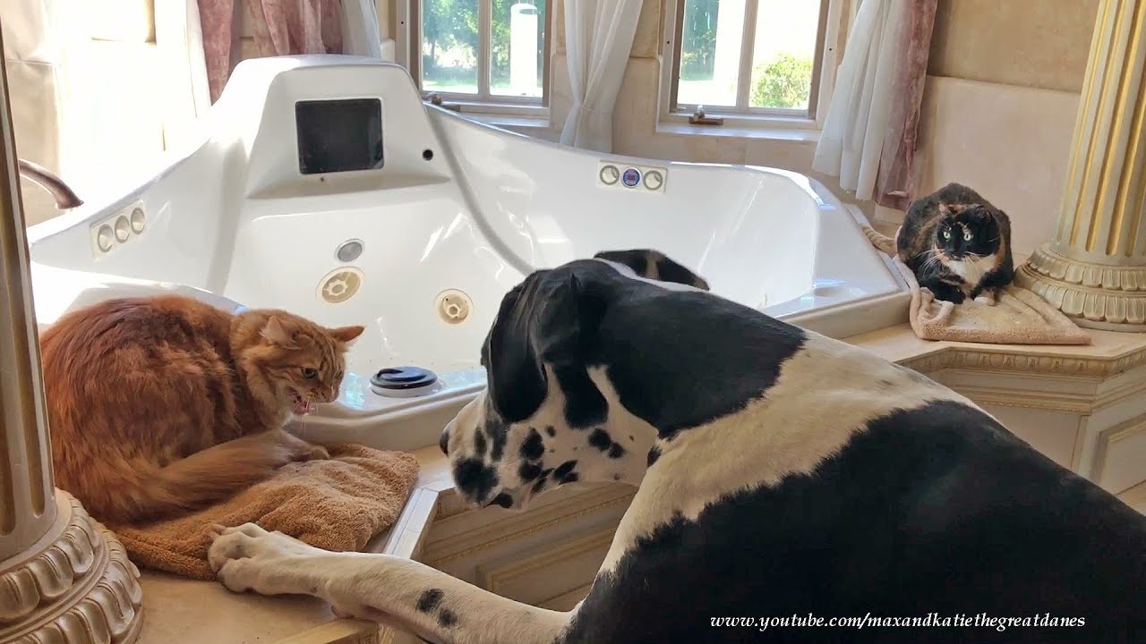 Hissy Cat Explains Social Distancing To Funny Great Dane - YouTube