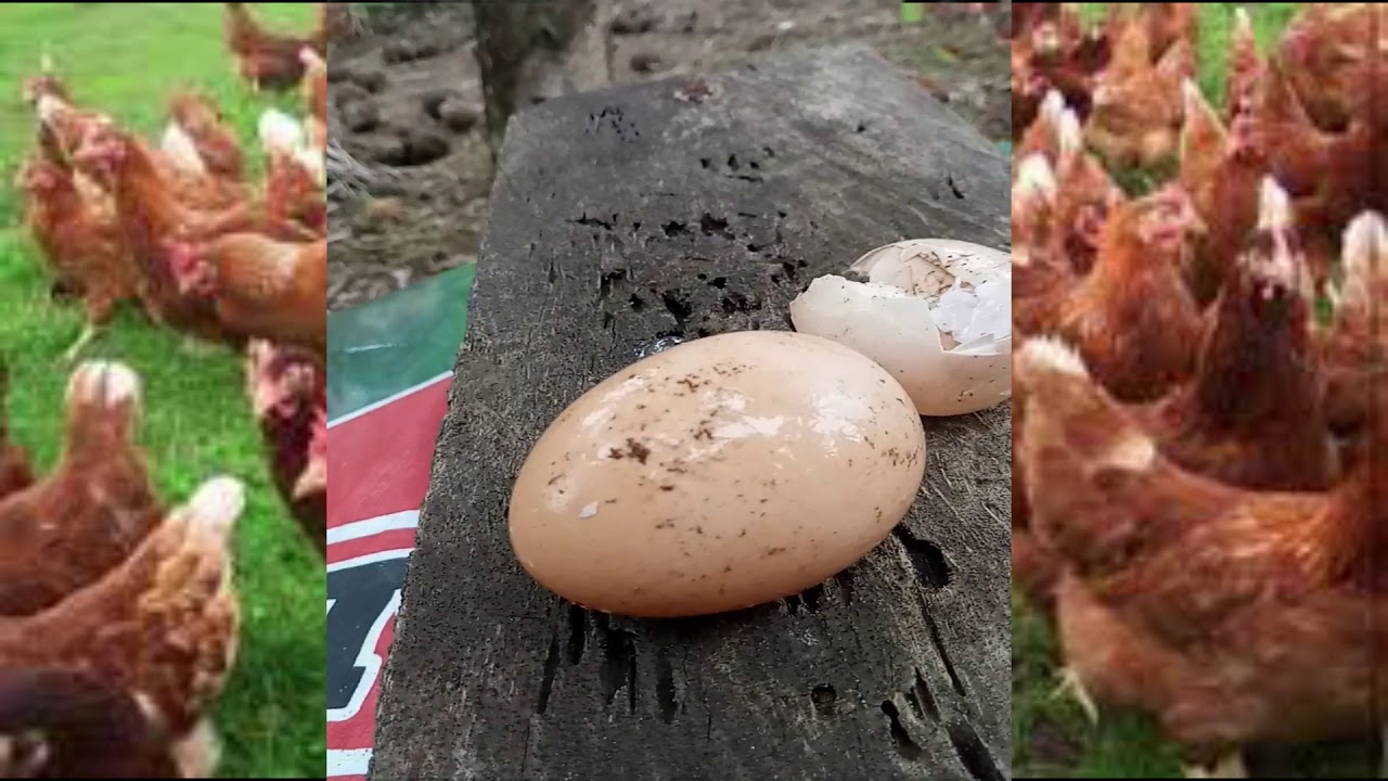 Free-range Egg Layers : Double Egg from Rhode Island Red - YouTube