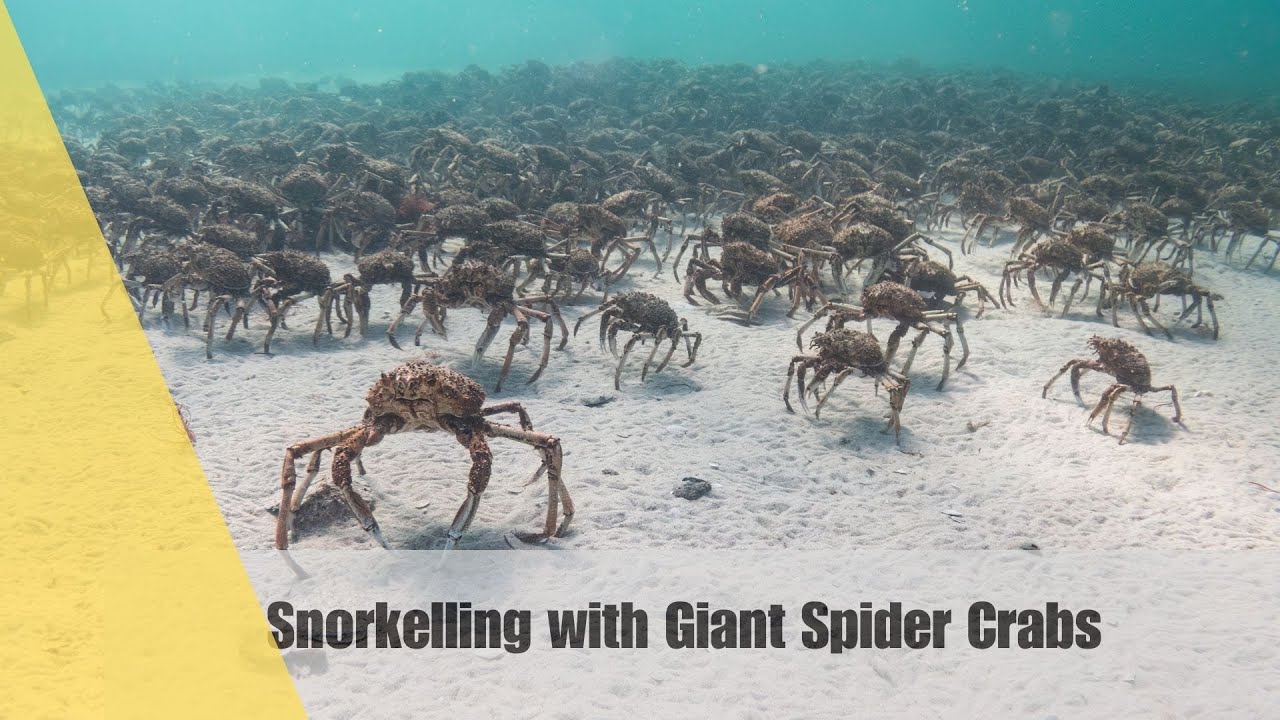 Giant Spider Crabs at Port Phillip Bay - YouTube