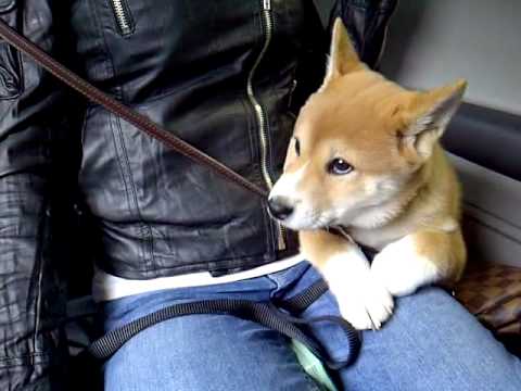 Shiba Inu puppy first car wash! - YouTube