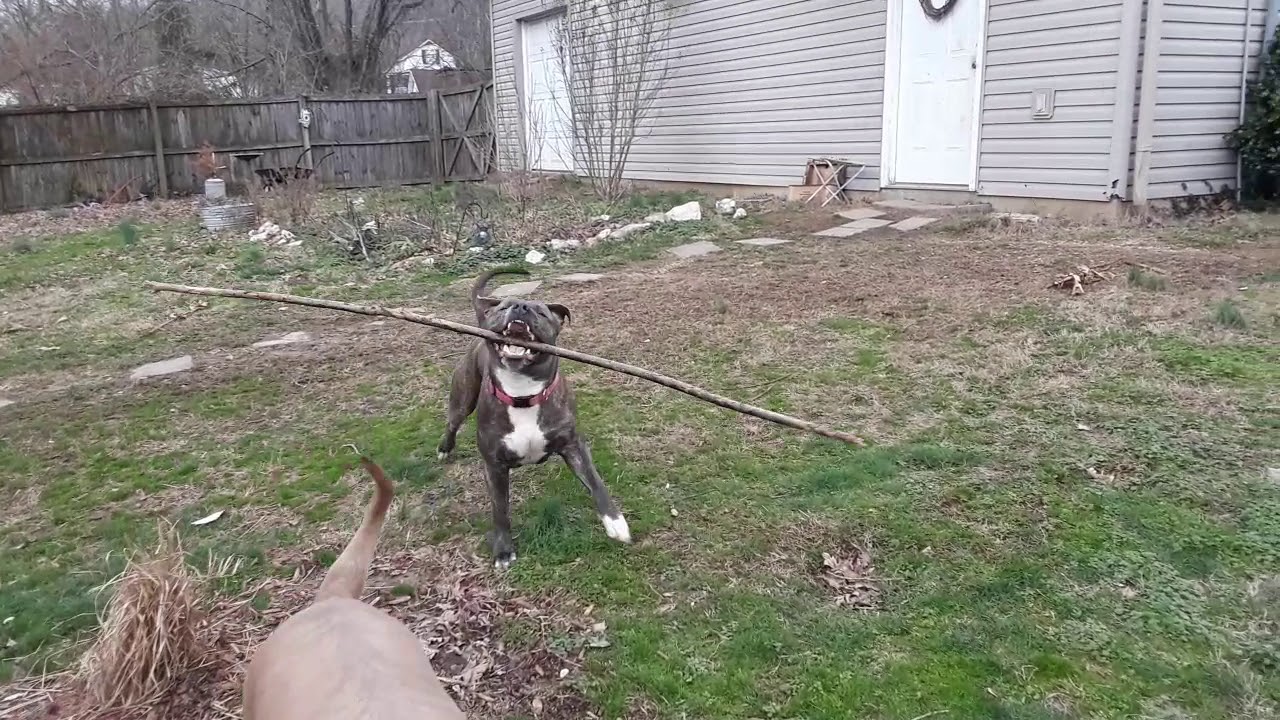 Dogs With Big Sticks - YouTube