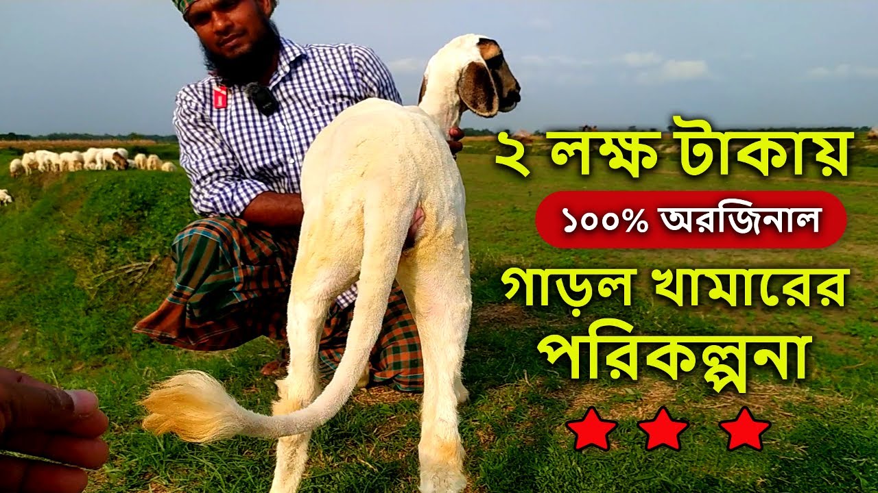১০০% অরজিনাল গাড়ল না ক্রস গাড়ল দিয়ে খামার করবেন । New Sheep Farming ...