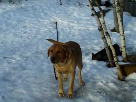 yellow labs barking - YouTube