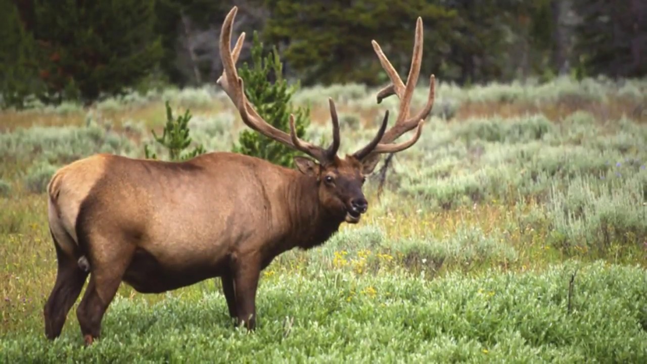 1375 Moose Point Rd. | Bozeman, Montana - YouTube