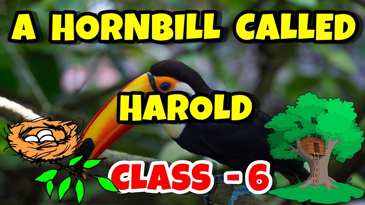 A Hornbill Called Harold | English Class 6 Chapter 3 | Starburst ...