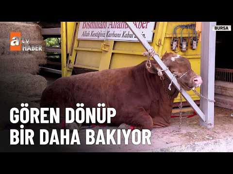 Tosun ‘Cabbar’ en dikkat çeken kurbanlık - atv Haber 27 Nisan 2026