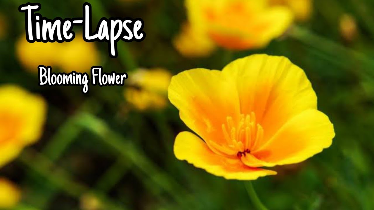 Time-Lapse: Amazing 'alas-dyes' flower Blooming | vinviel and gel - YouTube