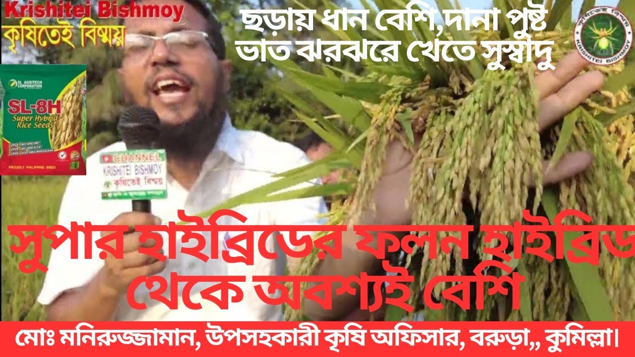 বোরো মৌসুমে বিঘায় ৪০মন ফলনের সুপার হাইব্রিড রাইস এস এল ৮|| Super ...