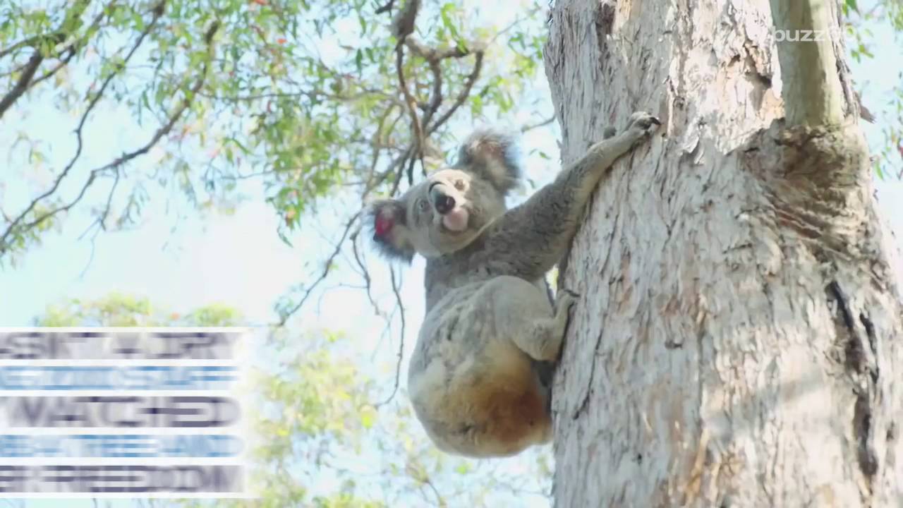 Injured Koala with Dazzling Set of Eyes Returns to Wild - YouTube