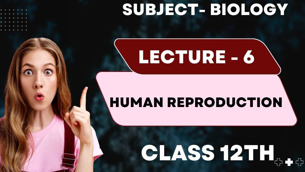 CLASS 12 BIOLOGY || HUMAN REPRODUCTION || CHAPTER 3 || LECTURE 6 ...