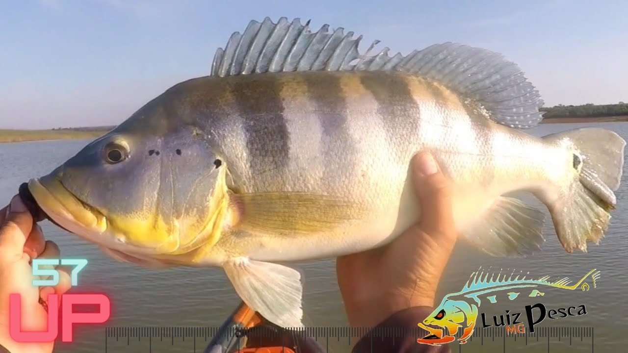 TUCUNARE AZUL 57 UP ( RECORDE PESSOAL ) - YouTube