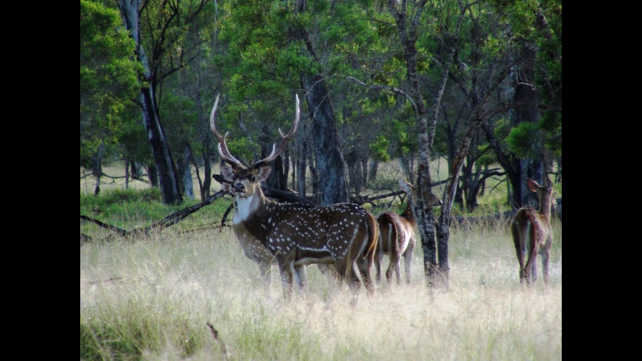 Big Chital Stags - A Self Guided Hunt - YouTube