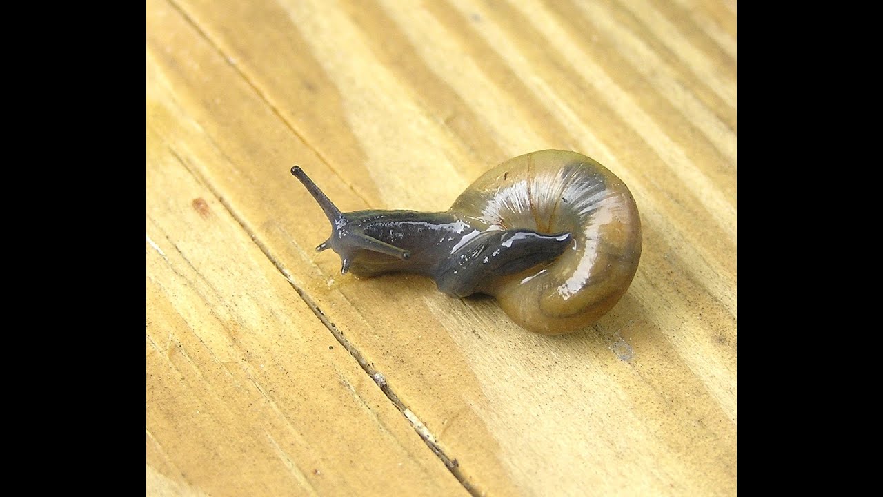 Oxychilus draparnaudi (Beck, 1837) Dark-bodied Glass Snail - YouTube