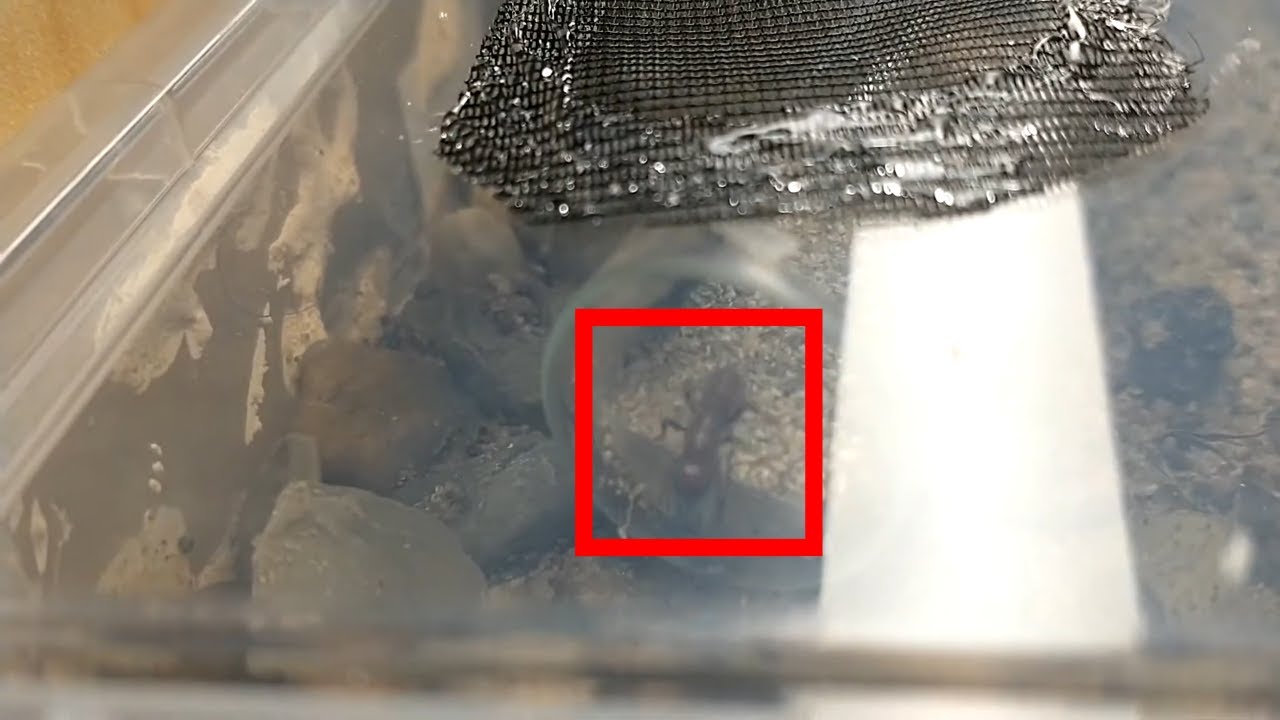 Moving into new nest Polyergus queen - YouTube