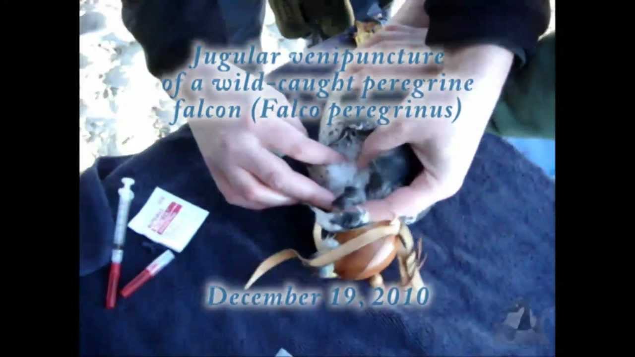 Jugular Venipuncture of a Peregrine Falcon - YouTube