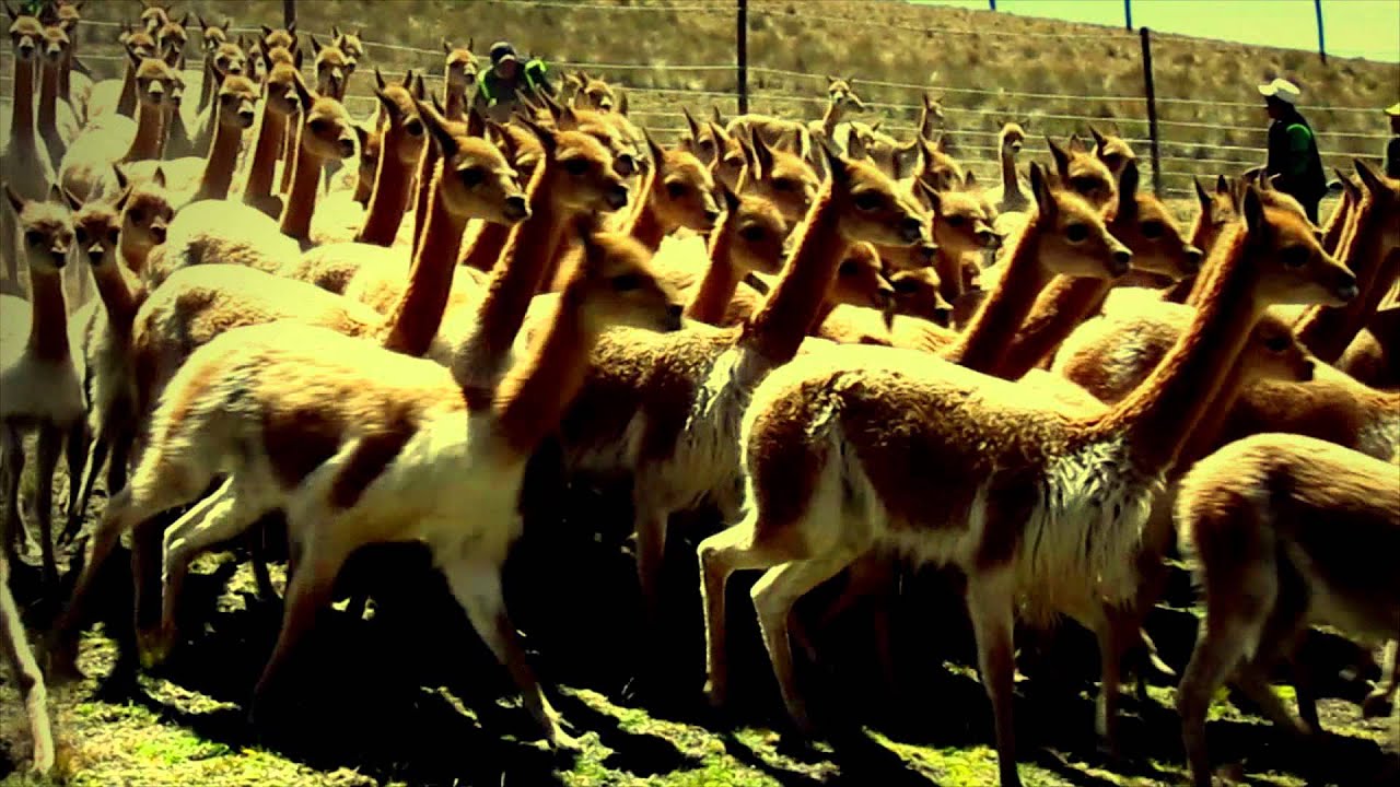 Chacu: La película (Avance). - YouTube