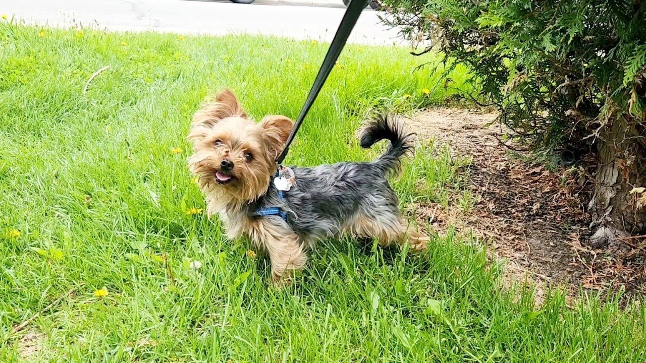 Life with Yorkies🐾: Spring Flower Stroll! 🐶🌷 - YouTube