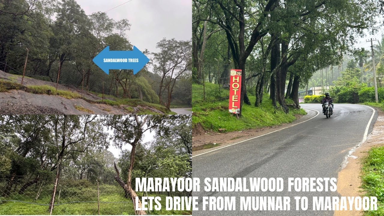 Lets Drive Through Marayoor Sandalwood Forests - YouTube