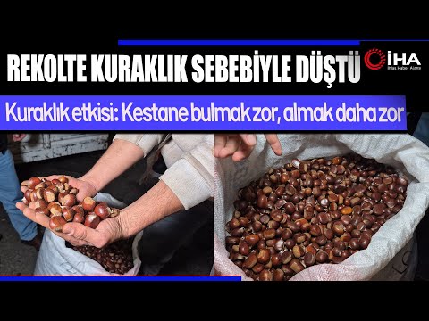 Kestane Rekoltesinde Büyük Düşüş, Fiyatlarda Artış!