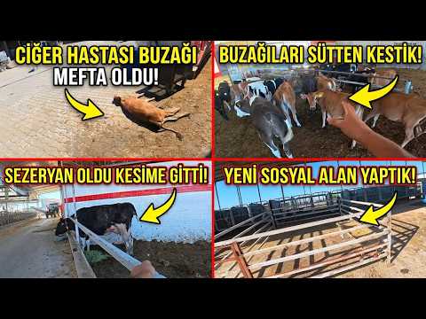 BUZAĞILARA YENİ ALAN YAPTIK! (Ciğer Hastası Buzağı Mefta Oldu)