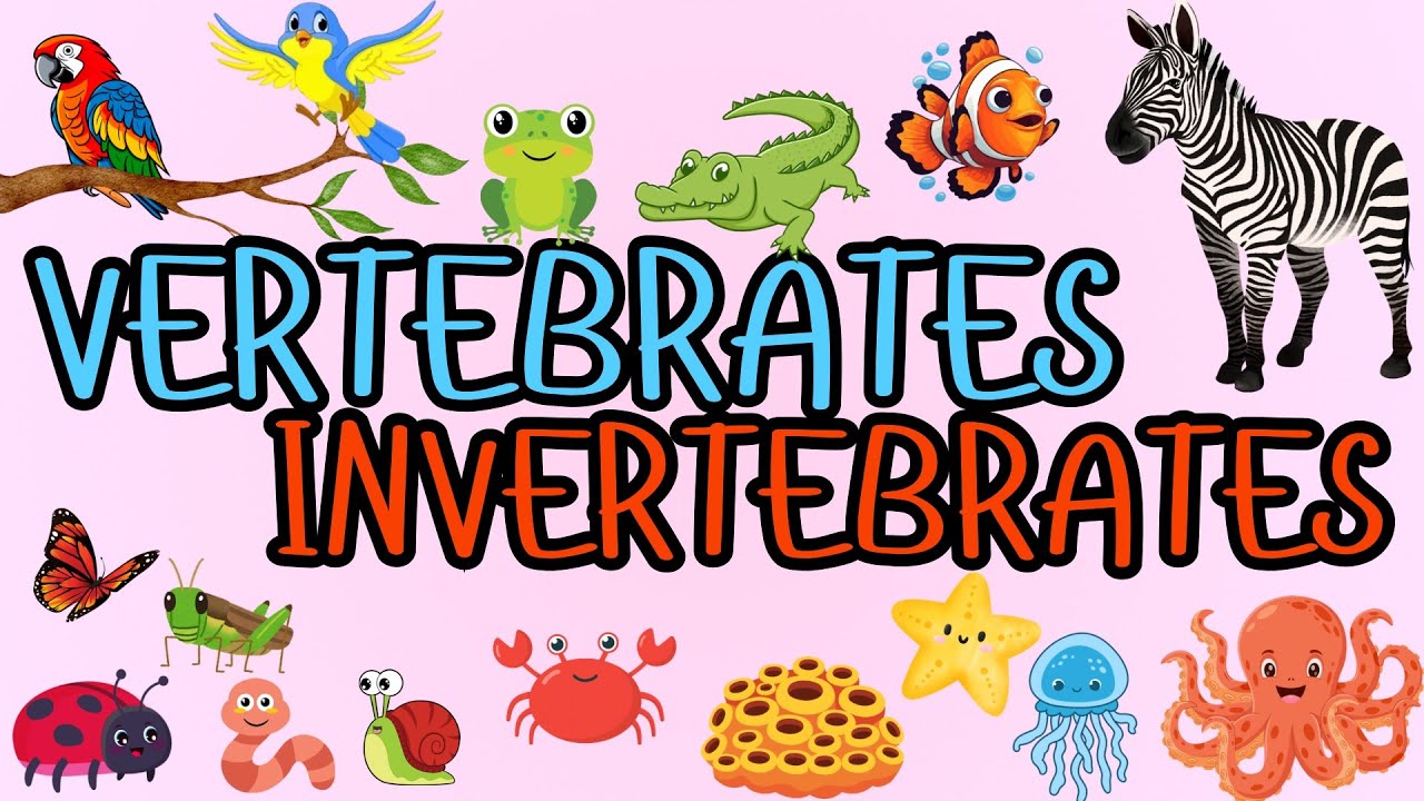 🐟VERTEBRATES & 🦀INVERTEBRATES - The Animal Kingdom | SCIENCE FOR KIDS ...