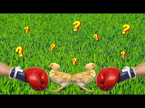 Piliç kavgası. Zalim? Civcivlerde içgüdüseldir.