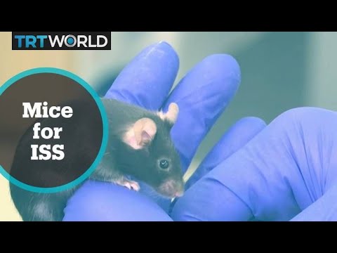 Space Mice: Rodents sent to International Space Station - YouTube