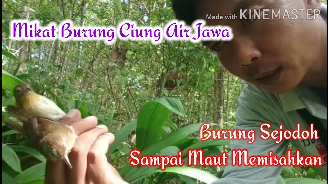 Mikat Burung Ciung Air Jawa - YouTube
