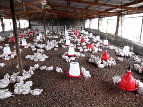 raising Kenyan broiler chickens: Day 24 - YouTube