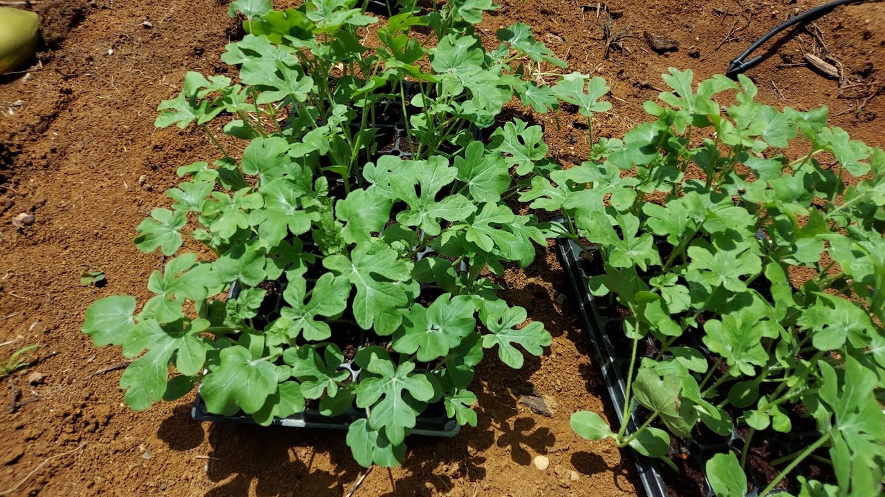 Watermelon Early Stage Nutrition For Optimum Plant Growth - YouTube
