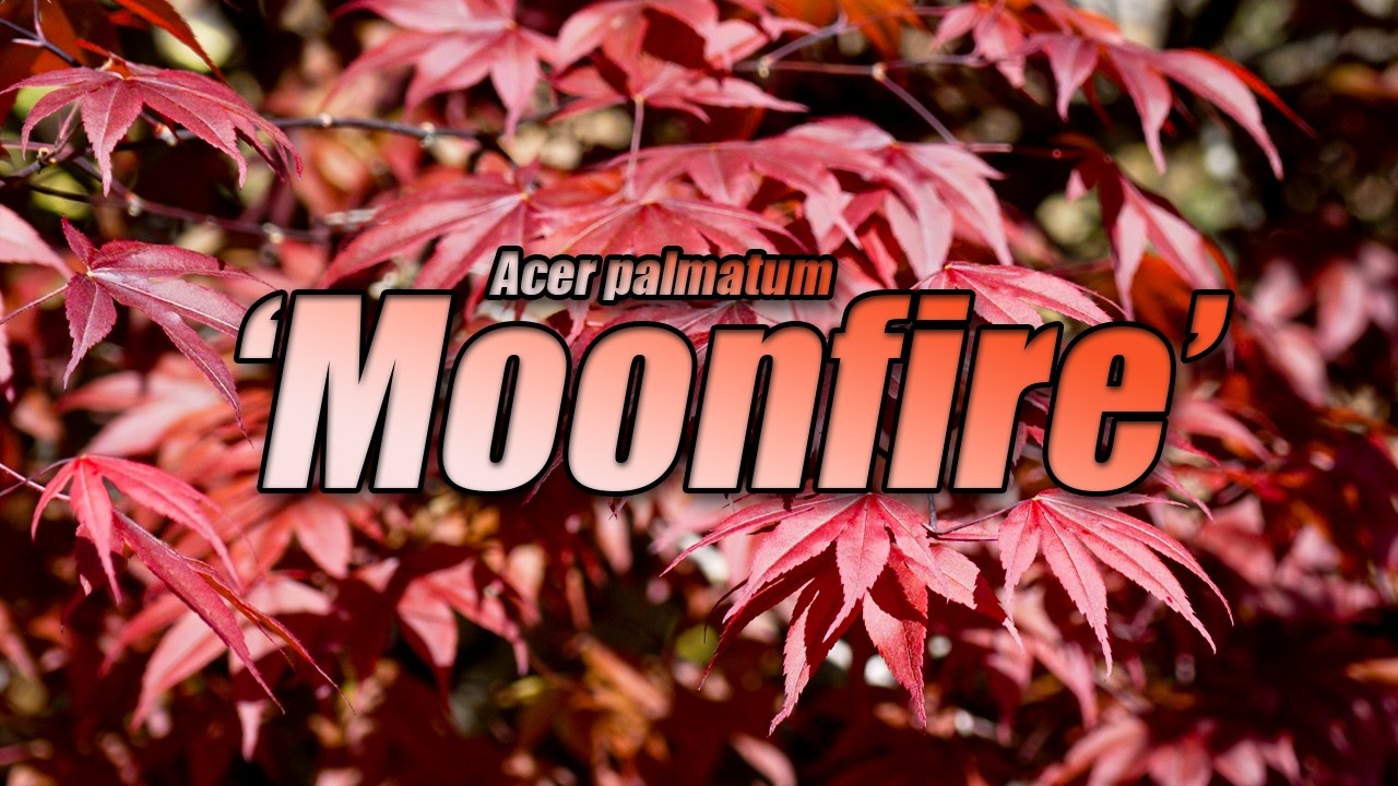 Acer palmatum 'Moonfire' | Red Japanese Maple | - YouTube