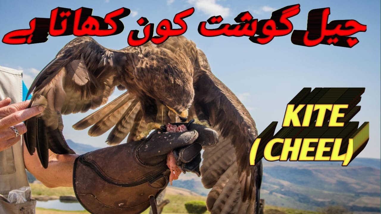 WHO EATS CHEEL (KITE) MEAT | KITE | CHEEL INDIAN KITE | INDIAN CHEEL ...