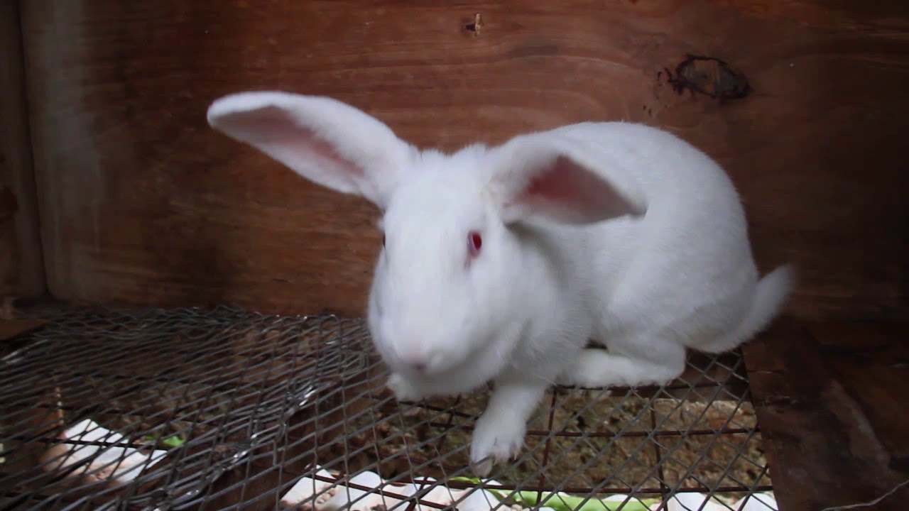 RABBIT FARMING IN KENYA - YouTube
