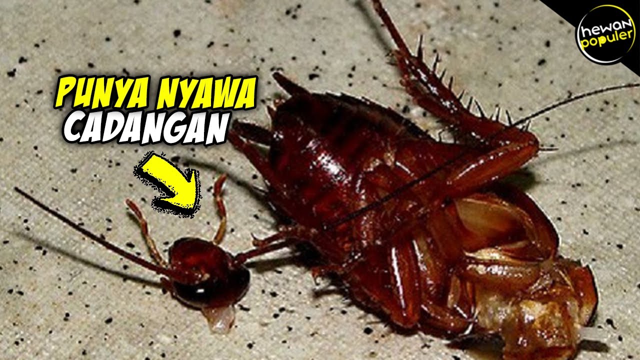 Hewan yang diberikan Keistimewaan Nyawa Lebih dari Satu Oleh Tuhan ...