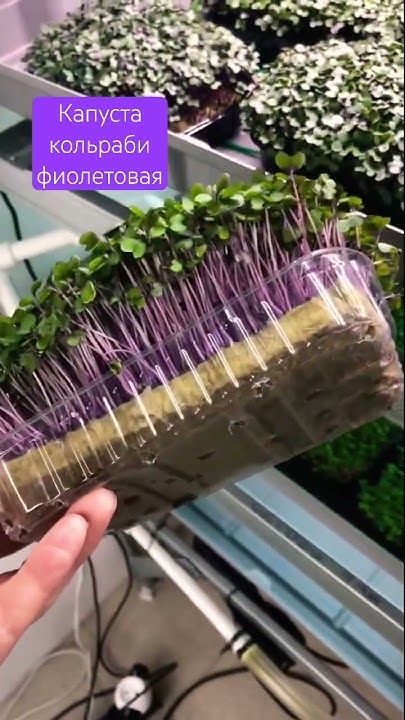 Капуста кольраби Микрозелень #даогрин #кольраби #микрозелень #автополив ...