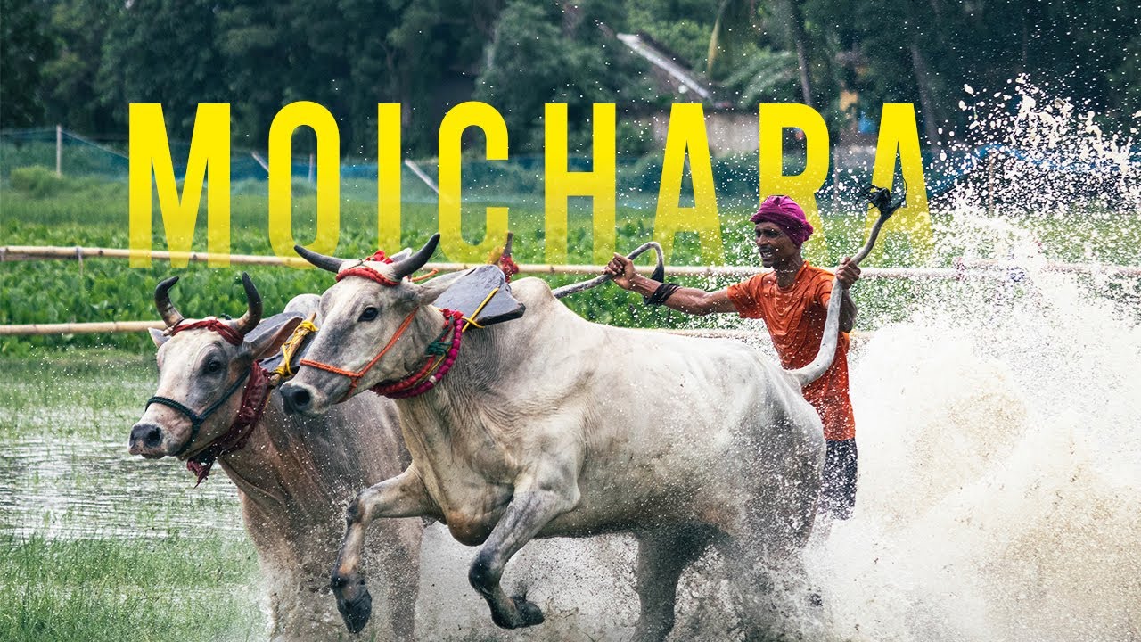 Moichara with POV Photography with CANON R100|| Indian Cattle Race at ...