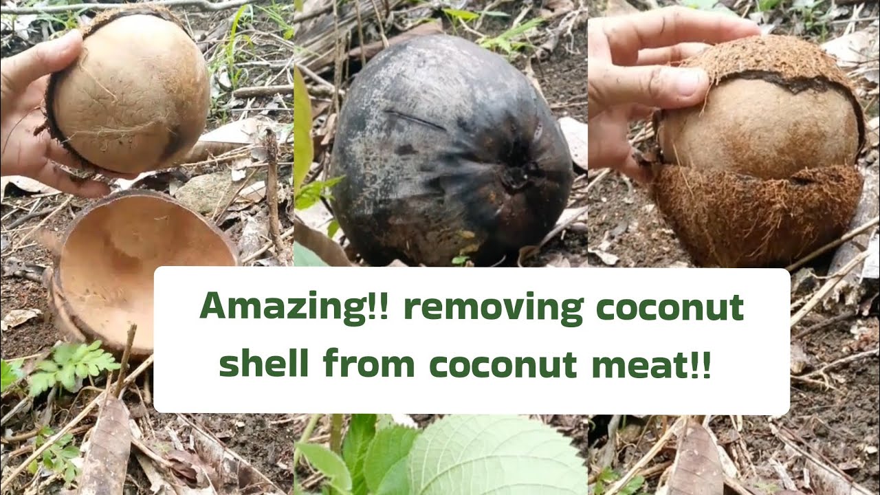 HOW TO REMOVE COCONUT SHELL FROM COCONUT MEAT PERFECTLY - must watch ...