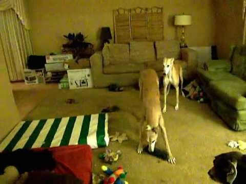 Greyhounds playing and running in circles - YouTube