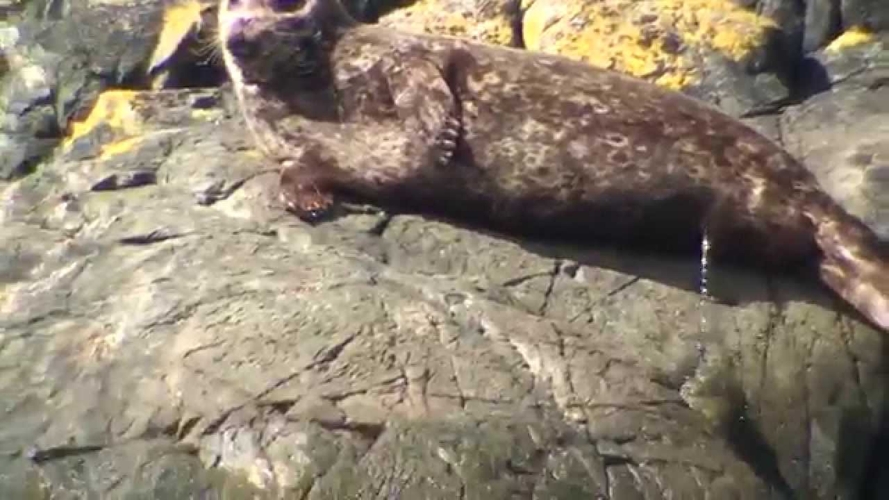 Seals caught peeing and planking on the rocks - YouTube