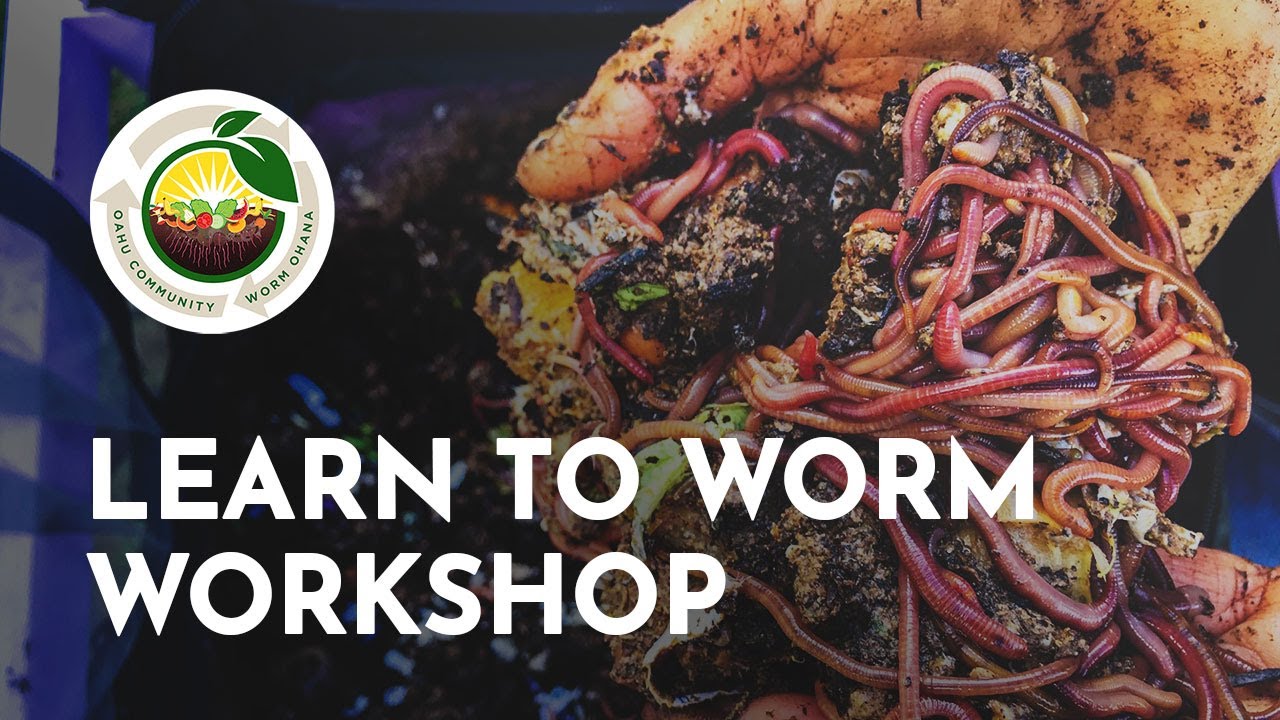 Learn To Worm Workshop - Oʻahu Community Worm Ohana - YouTube