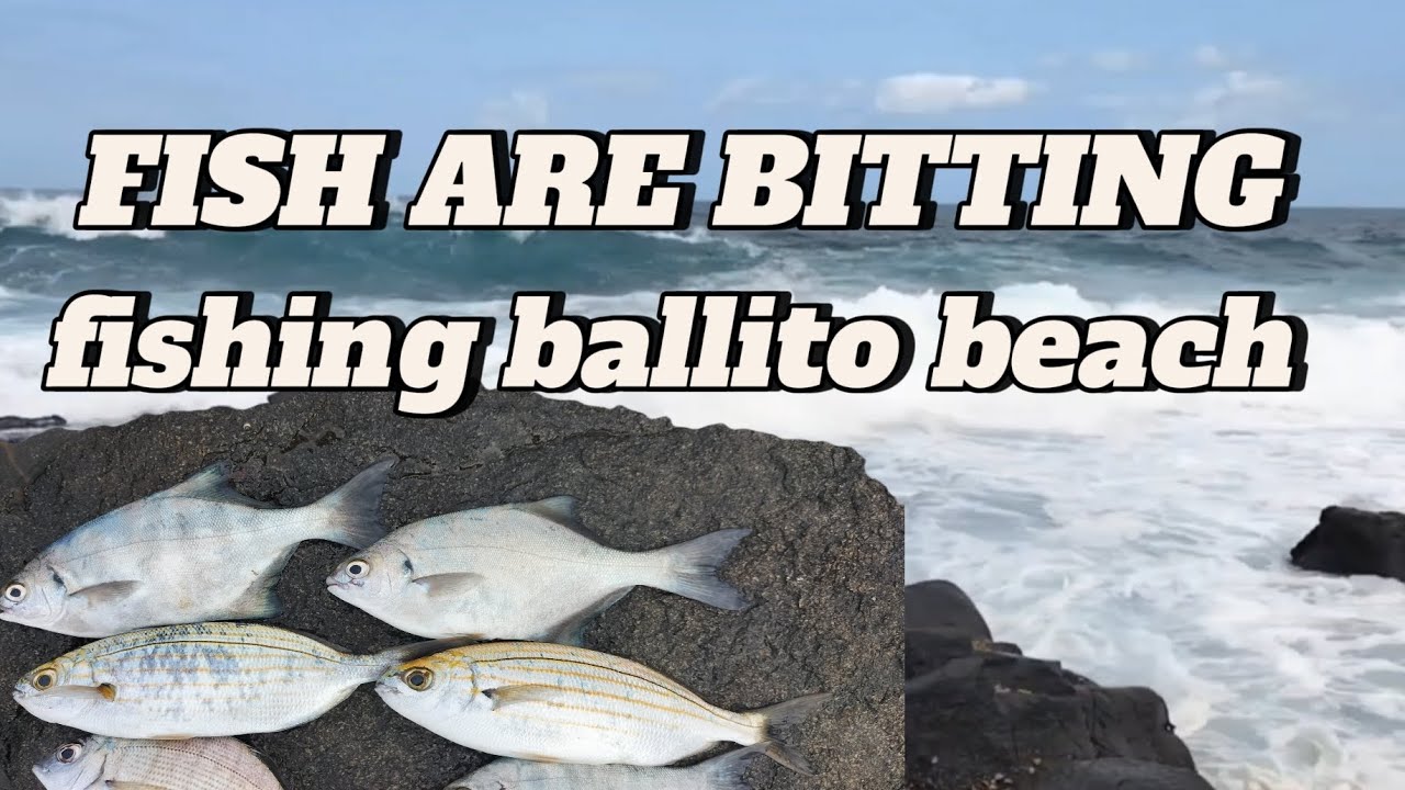 Fishing Durban| Fishing ballito beach, catching Karenteen, stone bream ...