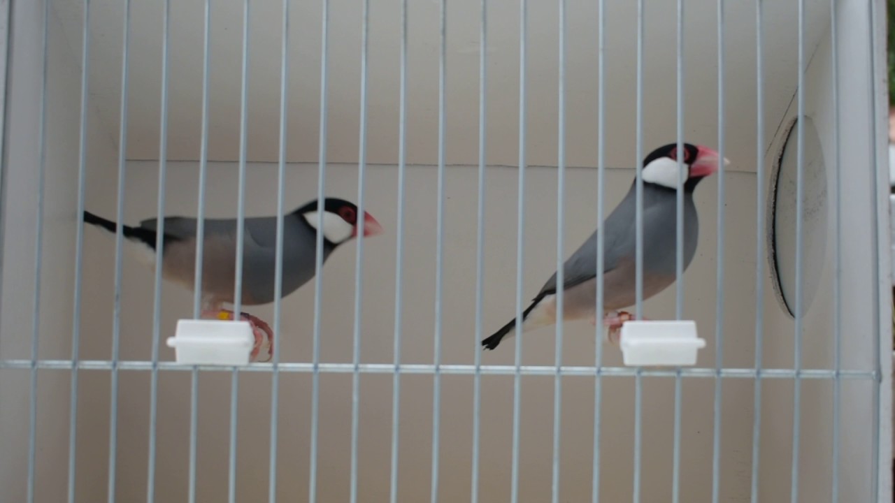 padda de java part2 - YouTube