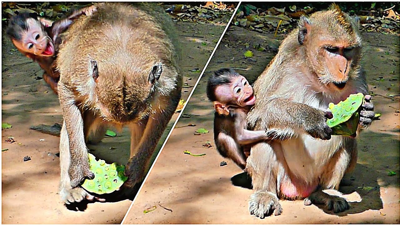 What's wrong with a baby? Monkey Button & Baby Bean - YouTube